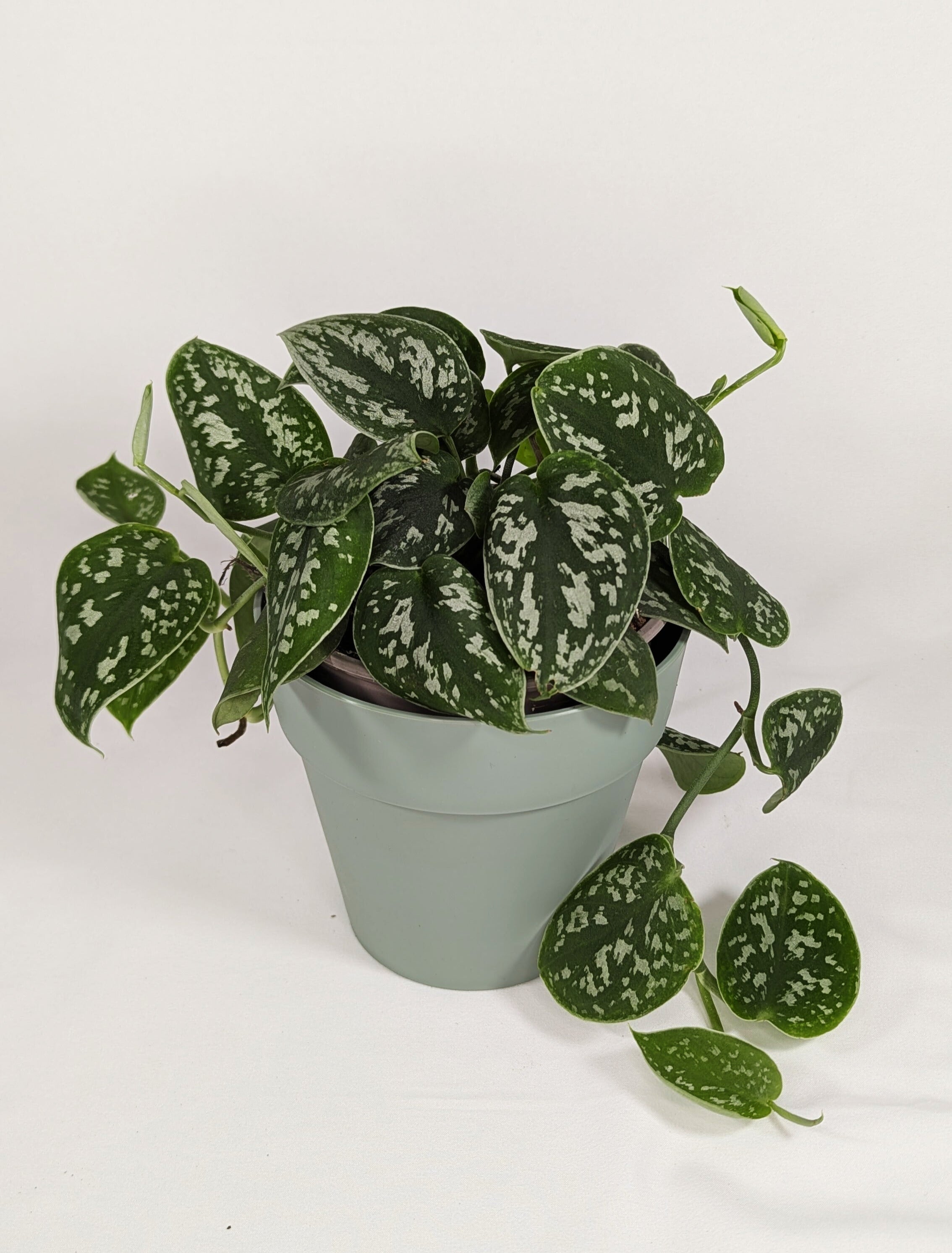 15 - 25cm Epipremnum Scindapsus Pictus 'Satin Pothos' 12cm Pot – The ...