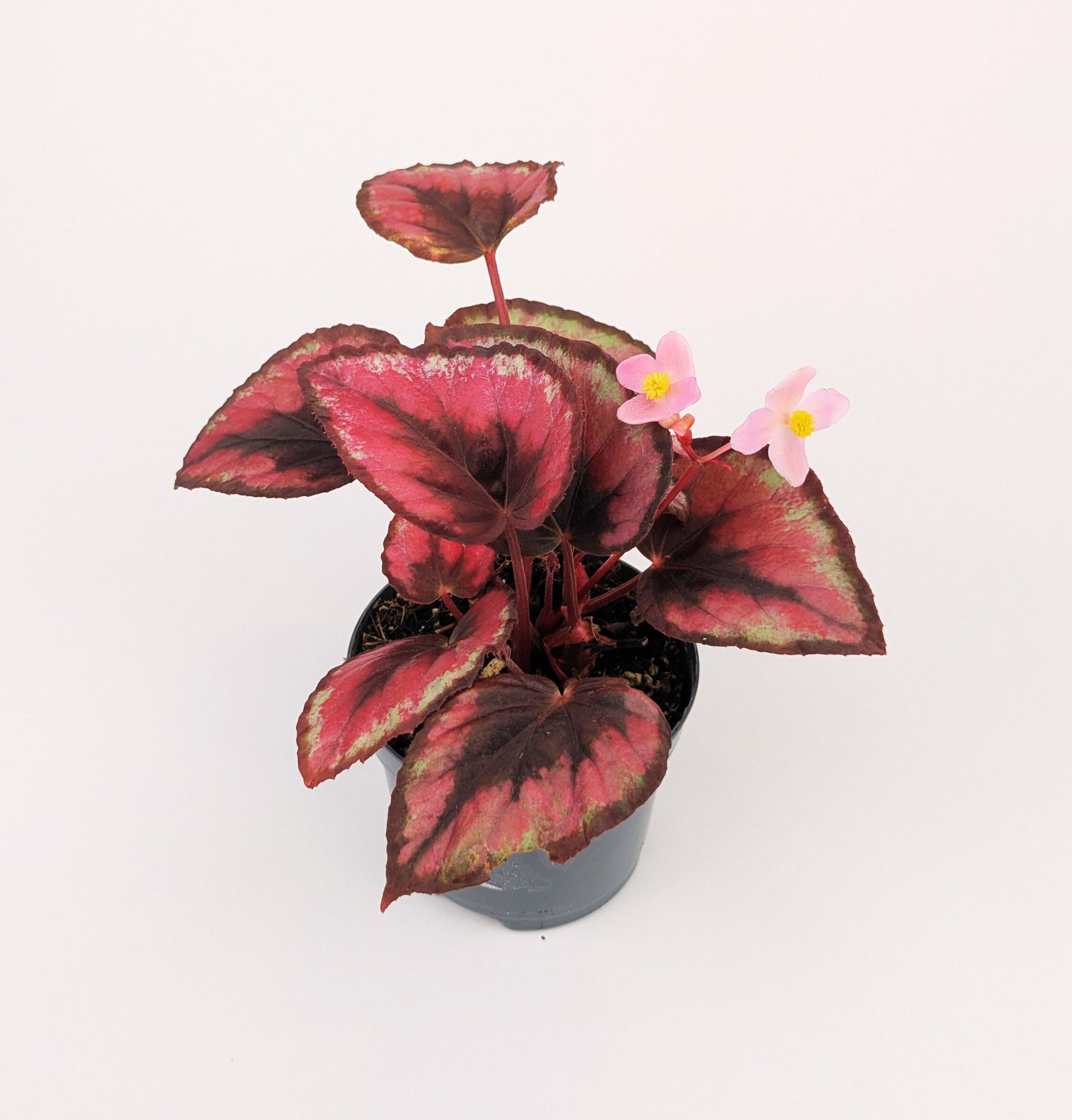 Begonia Rex "Red Bull" Magic 10.5cm Pot Houseplant – The Plant Emporium
